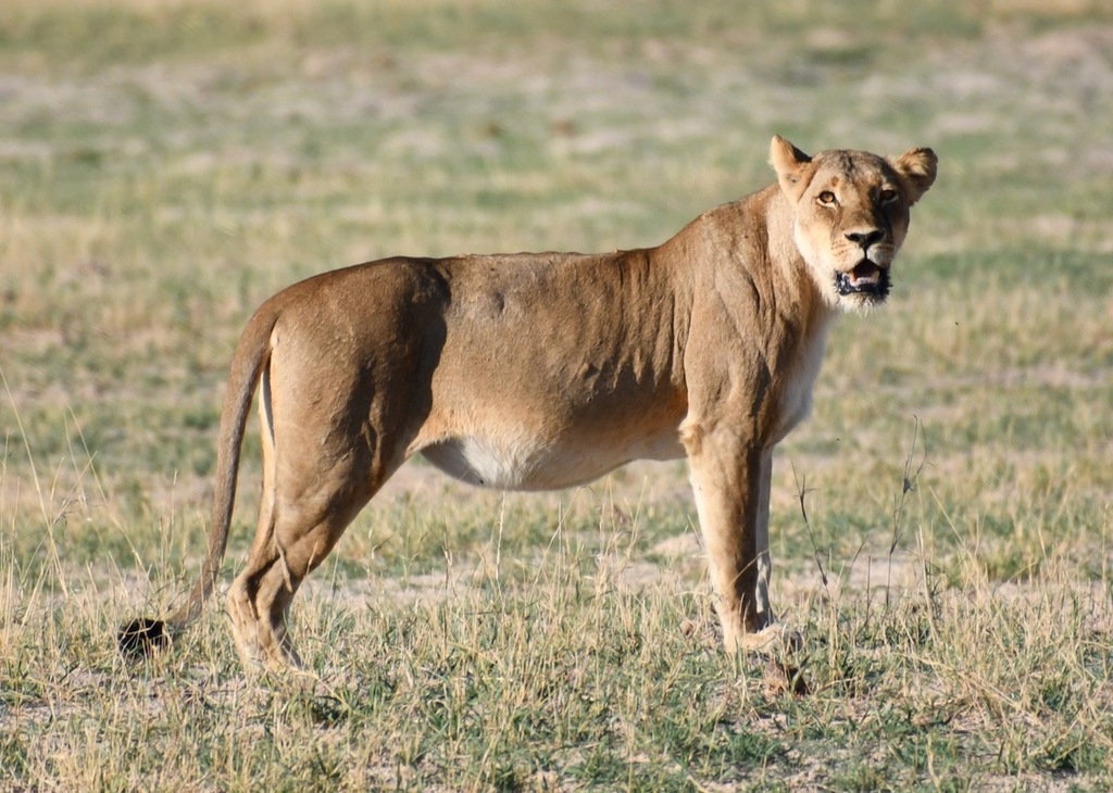 Southern Lion in December 2023 by Beth Pratt · iNaturalist