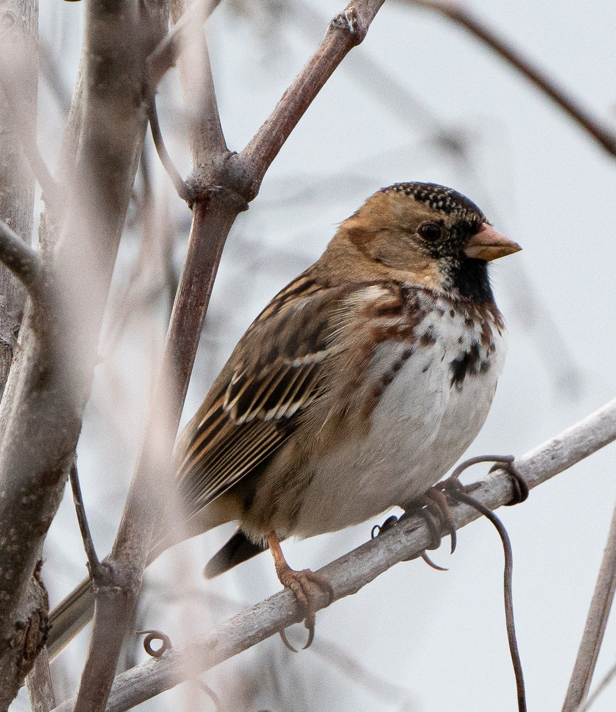 Harris's Sparrow from Waco, TX, USA on December 22, 2023 at 02:39 PM by ...
