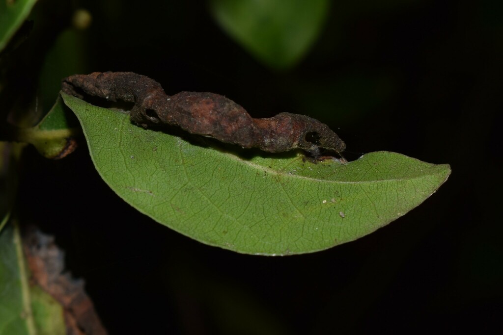 Bay Sucker from North Aegean Region, Greece on December 3, 2023 at 02: ...