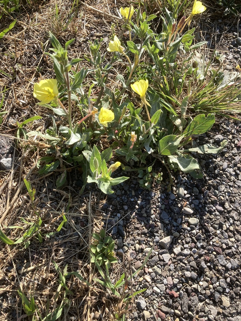 common evening-primrose from Improvement District No. 4, AB T0K, Canada ...
