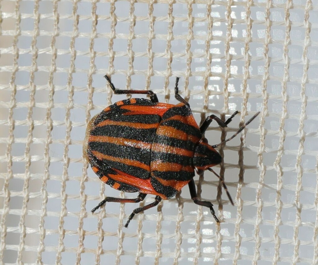 Continental Striped Shield Bug from Borgholm, Zweden on July 12, 2022 ...