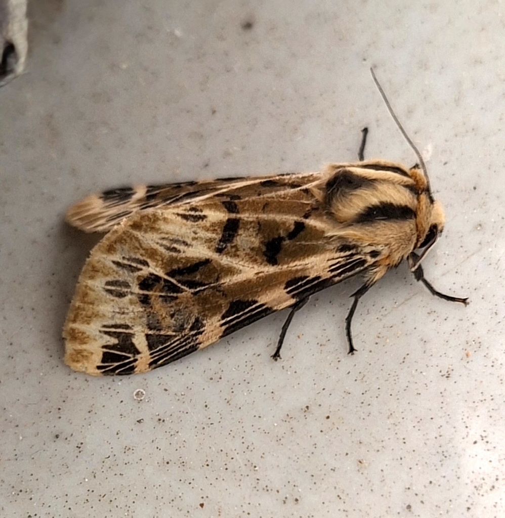 Hypercompe nemophila from 569R+M26, Янцаса, Эквадор on December 23 ...