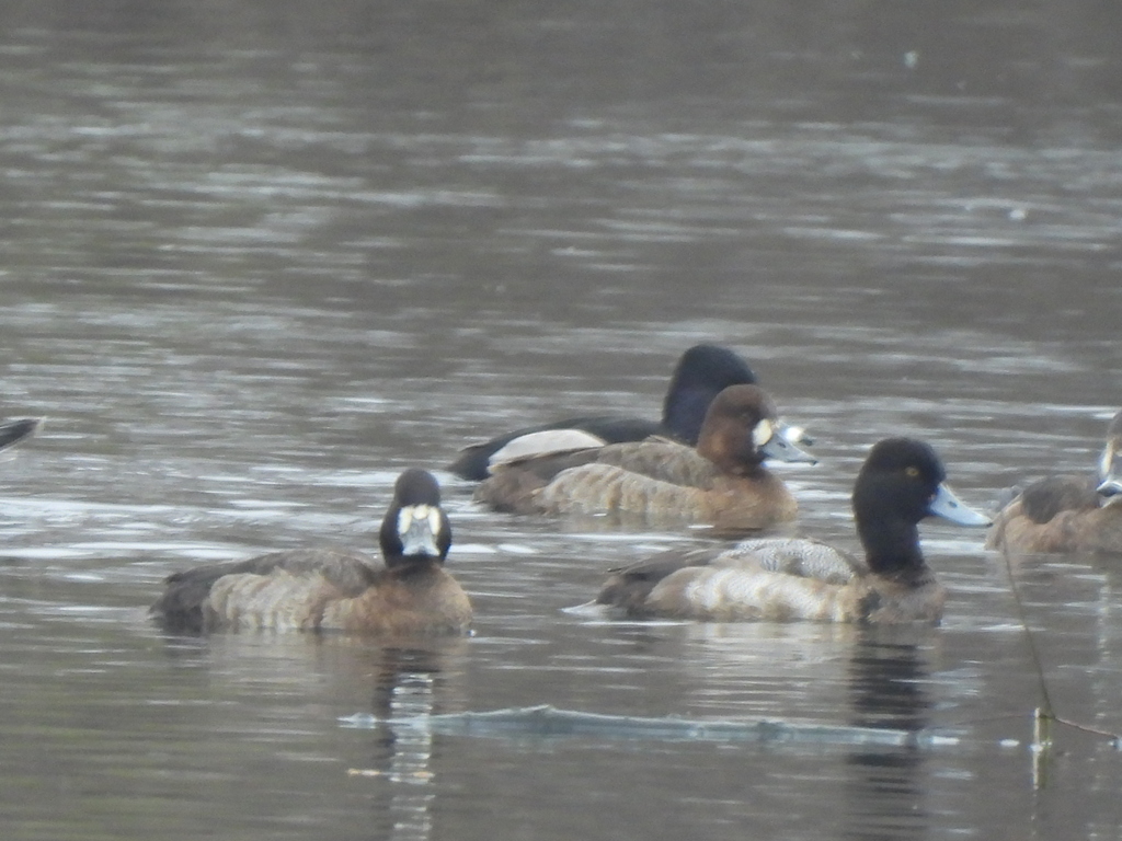 Lesser Scaup from Fort Worth, TX, USA on December 23, 2023 at 09:41 AM ...