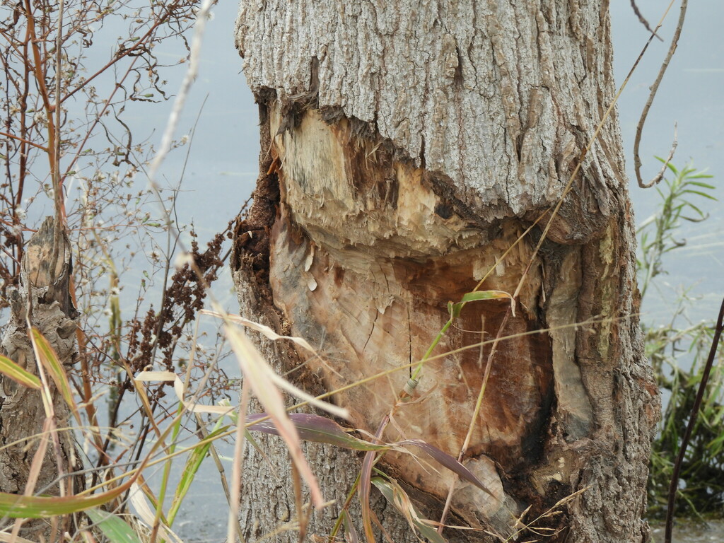 American Beaver from Fort Worth, TX, USA on December 23, 2023 at 11:46 ...