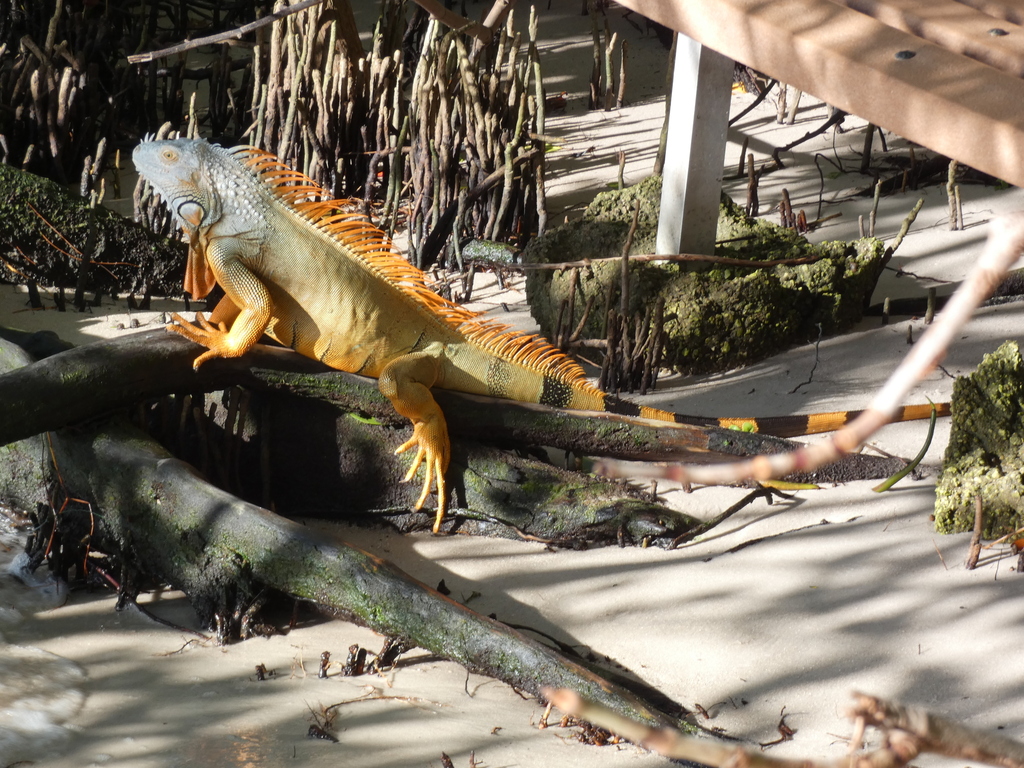 Green Iguana from Boca Raton, FL, USA on December 17, 2023 at 03:55 PM ...