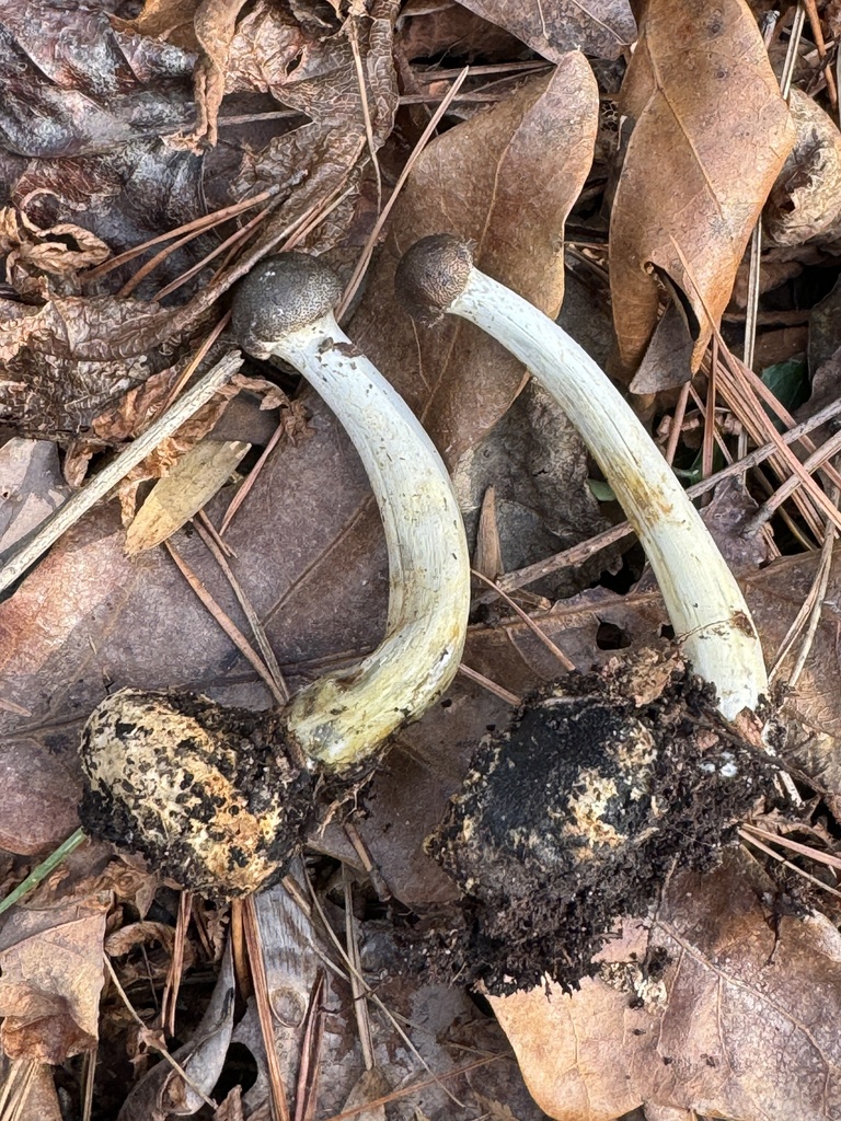 Tolypocladium longisegmentatum from Southern Rd, Ellijay, GA, US on ...