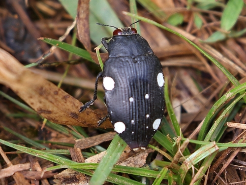 Polybothris quadrispilota · iNaturalist