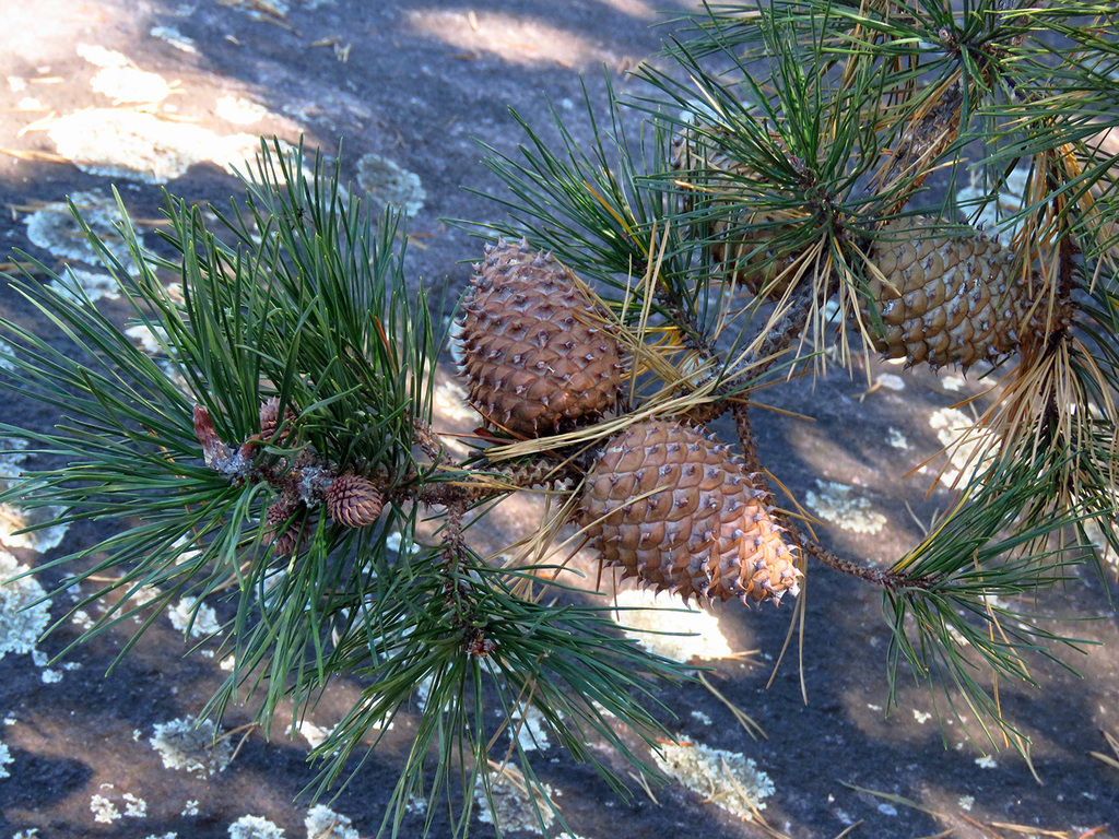 Table Mountain pine from Stone Mountain State Park on November 4, 2023 ...