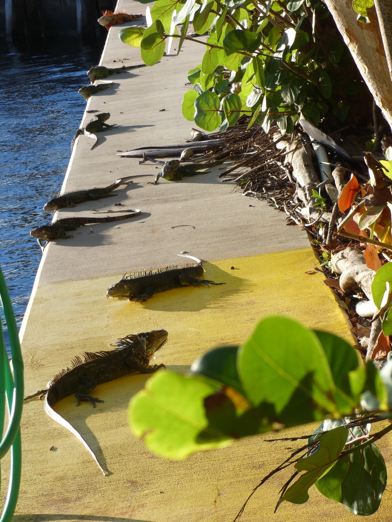 Green Iguana from Boca Raton, FL, USA on December 17, 2023 at 04:43 PM ...