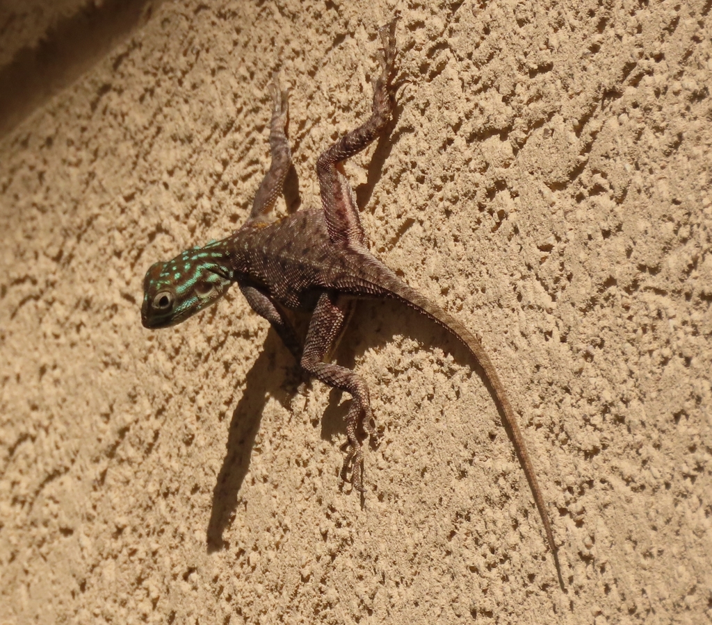 Peters's Rock Agama from Homestead, FL, USA on December 23, 2023 at 02: ...