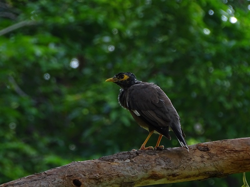 Common Indian Myna from Chatuchak, Bangkok 10900, Thailand on October ...