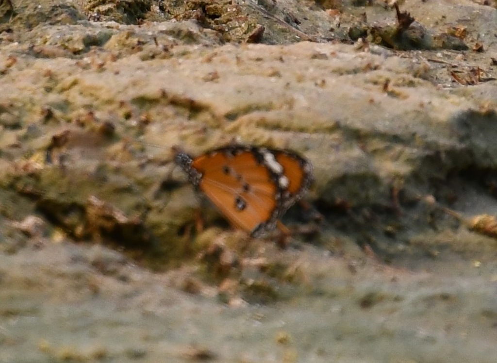 African Monarch from Hwange National Park, Zimbabwe on December 6, 2023 ...