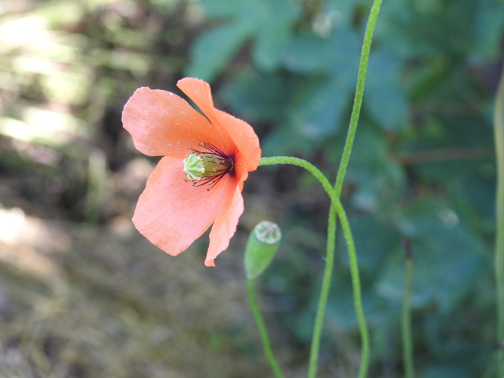 Long-headed poppy from La Grave, France on July 8, 2023 at 11:58 AM by ...