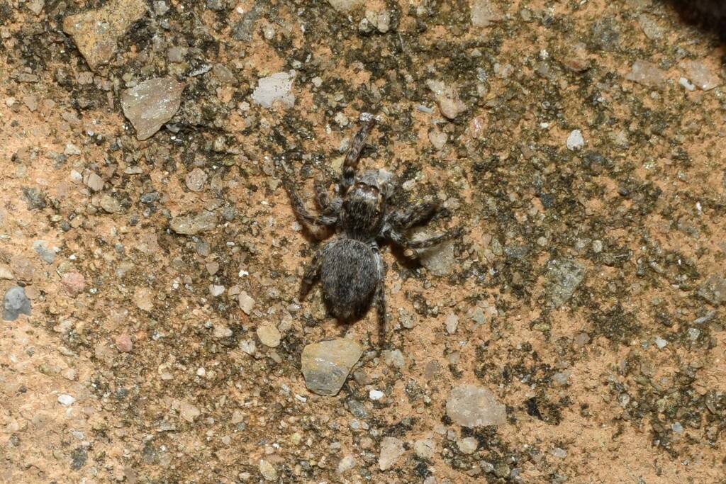 Red-bellied Jumping Spider from North Aegean Region, Greece on November ...
