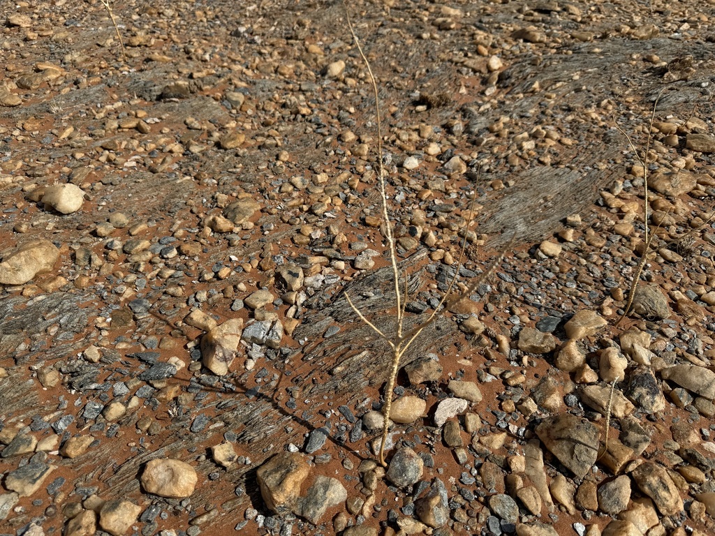 Cleome angustifolia diandra from Hardap Region, Namibia on December 5 ...