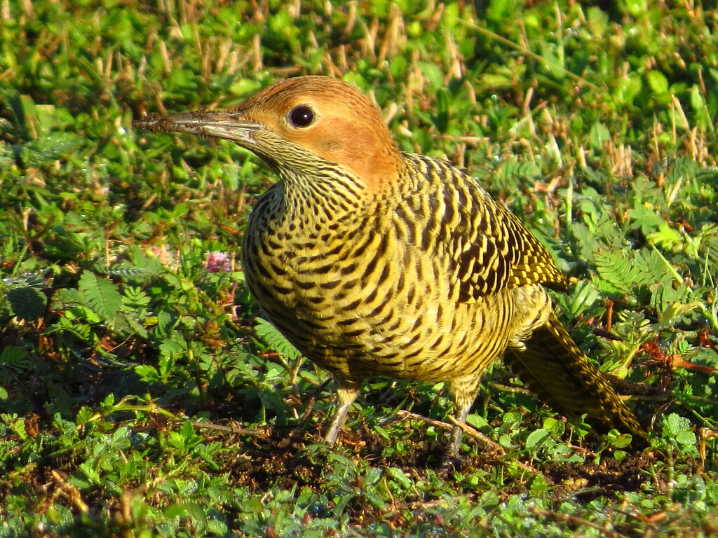Fernandina's Flicker in December 2023 by casita · iNaturalist