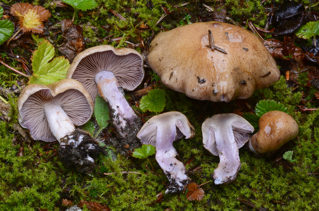 Thaxterogaster americanoporphyropus from Tonga Ridge Trail, King ...
