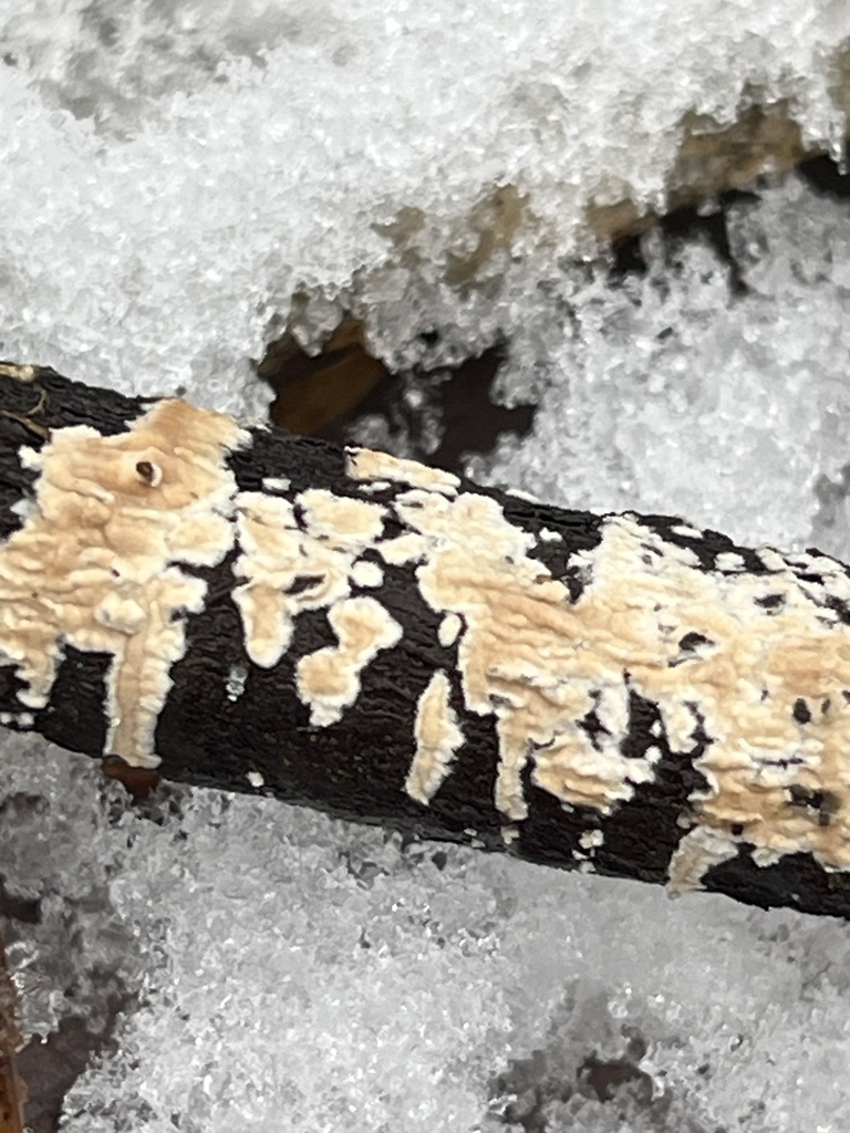 tear dropper from Müggelheimer Damm, Berlin, DE on December 23, 2023 at ...