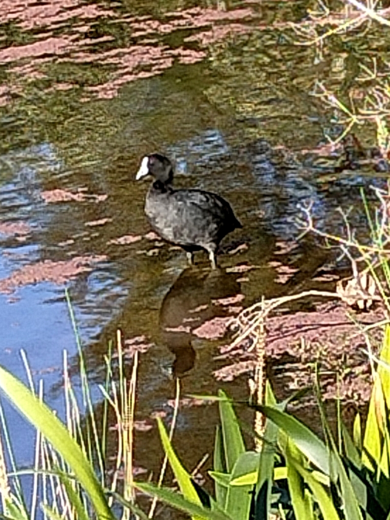 Australasian Coot from Brighton North VIC 3186, Australia on December ...