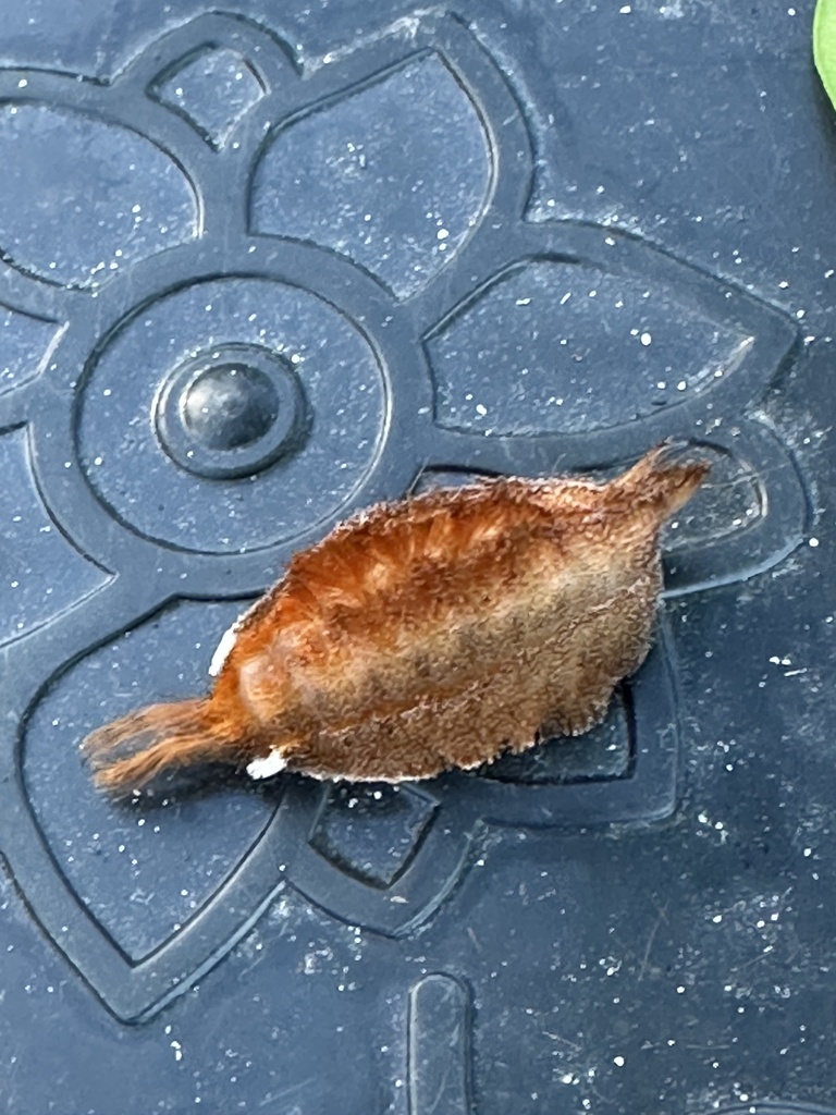 Megalopyge undulata from Ilha de Santa Catarina, Florianópolis, SC, BR ...