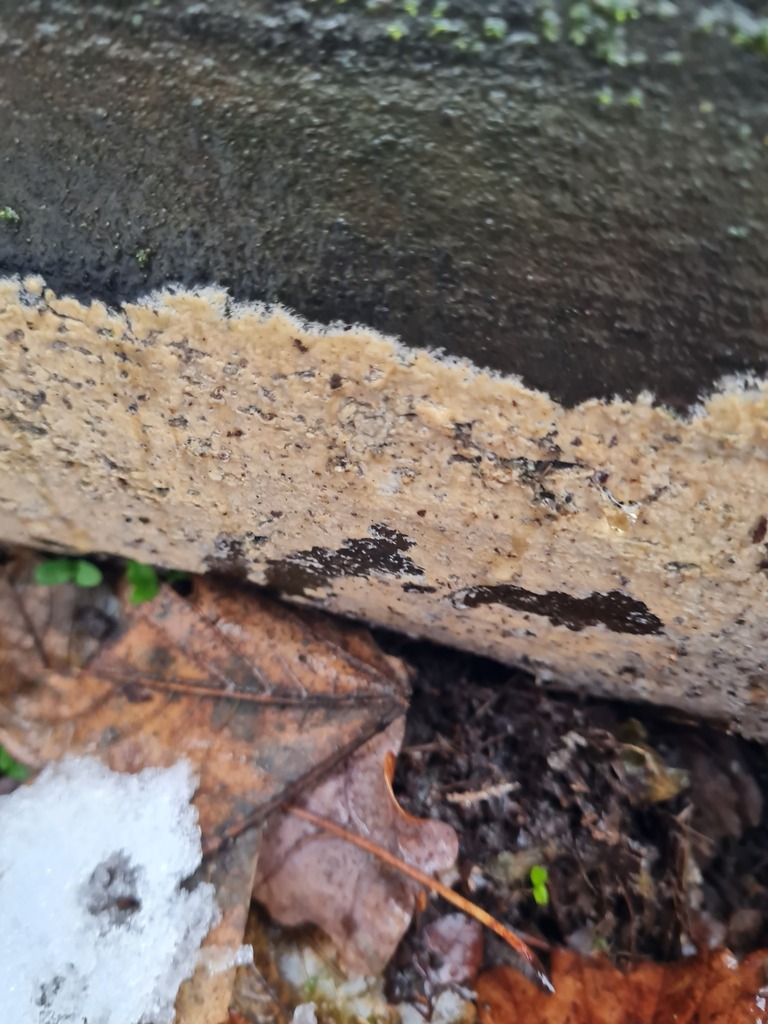 tear dropper from Berlin-Bezirk Treptow-Köpenick, Deutschland on ...