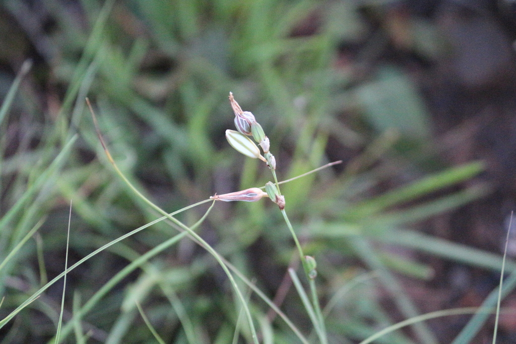 Chlorophytum bowkeri from West Rand District Municipality, South Africa ...