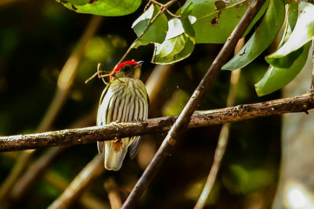 Kinglet Manakin from Reserva Biológica União - Rodovia BR101 km185, Rio ...