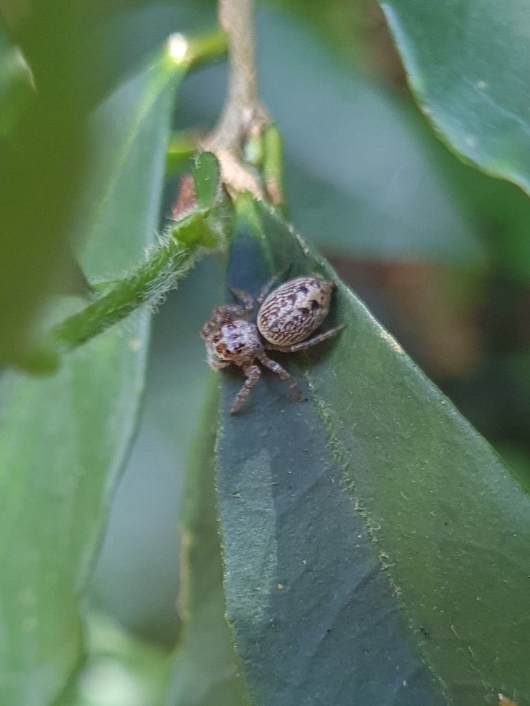 Cyclops Jumping Spider in October 2023 by Lilith Fisher · iNaturalist