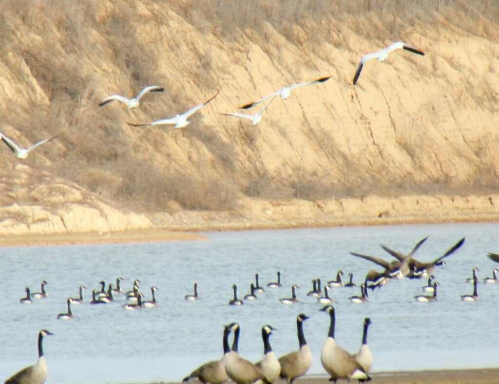 Snow Goose from Mason County, WV, USA on December 23, 2023 at 11:04 AM ...
