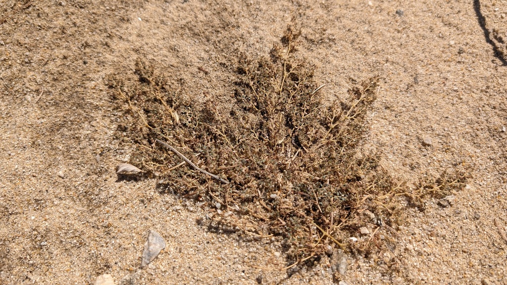 Sonoran Sandmat from San Diego County, CA, USA on December 23, 2023 at ...