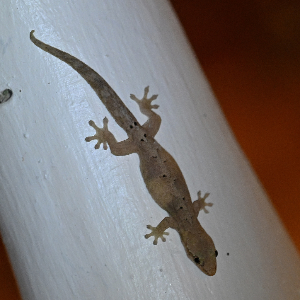 Asian House Gecko from Agujitas de Drake, Provincia de Puntarenas ...