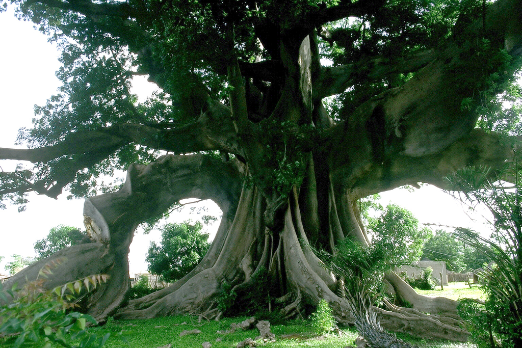 Kapok Tree from Foundiougne, Sénégal on July 1, 2003 by Sylvain ...