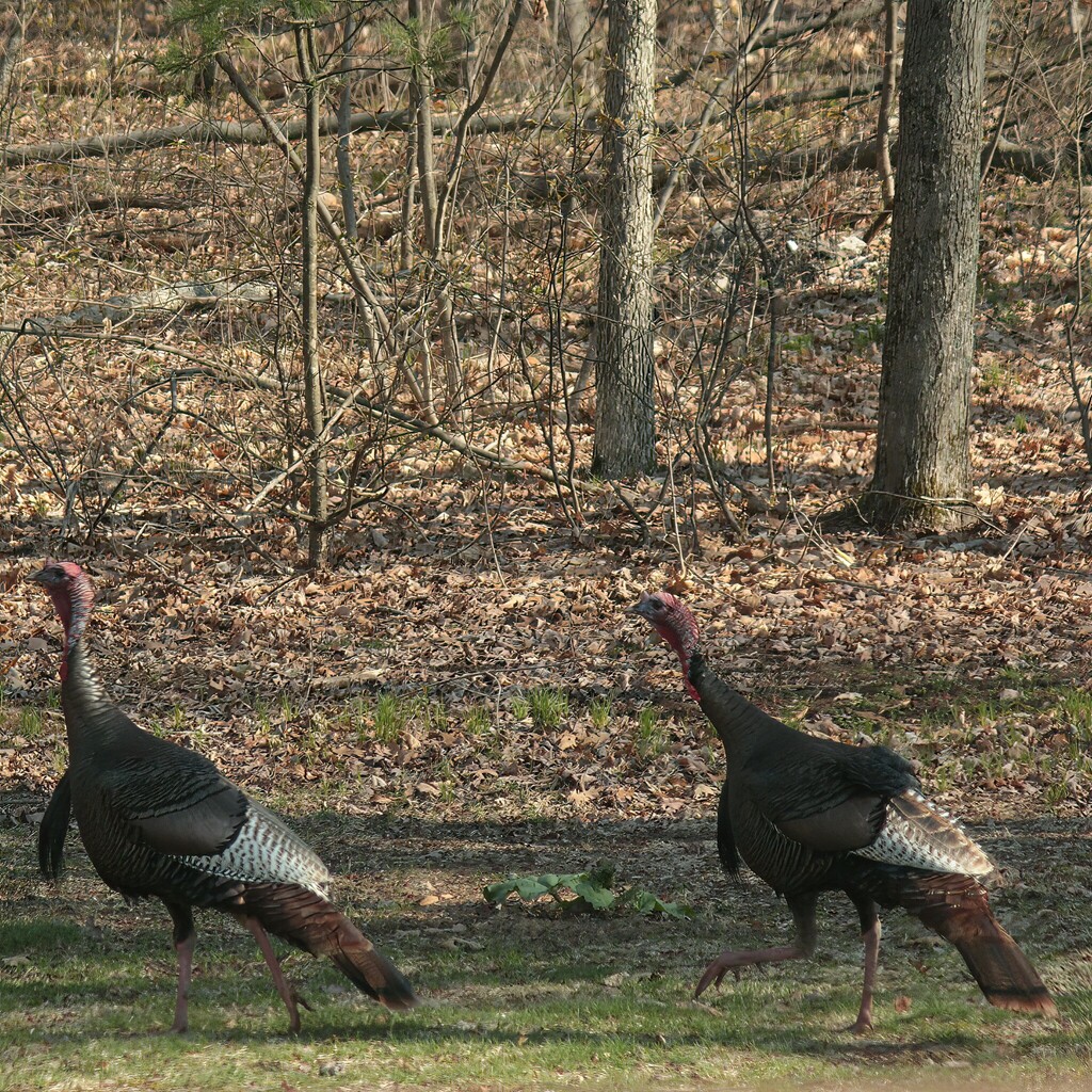 Wild Turkey from Mecosta County, MI, USA on April 25, 2023 at 09:38 AM ...