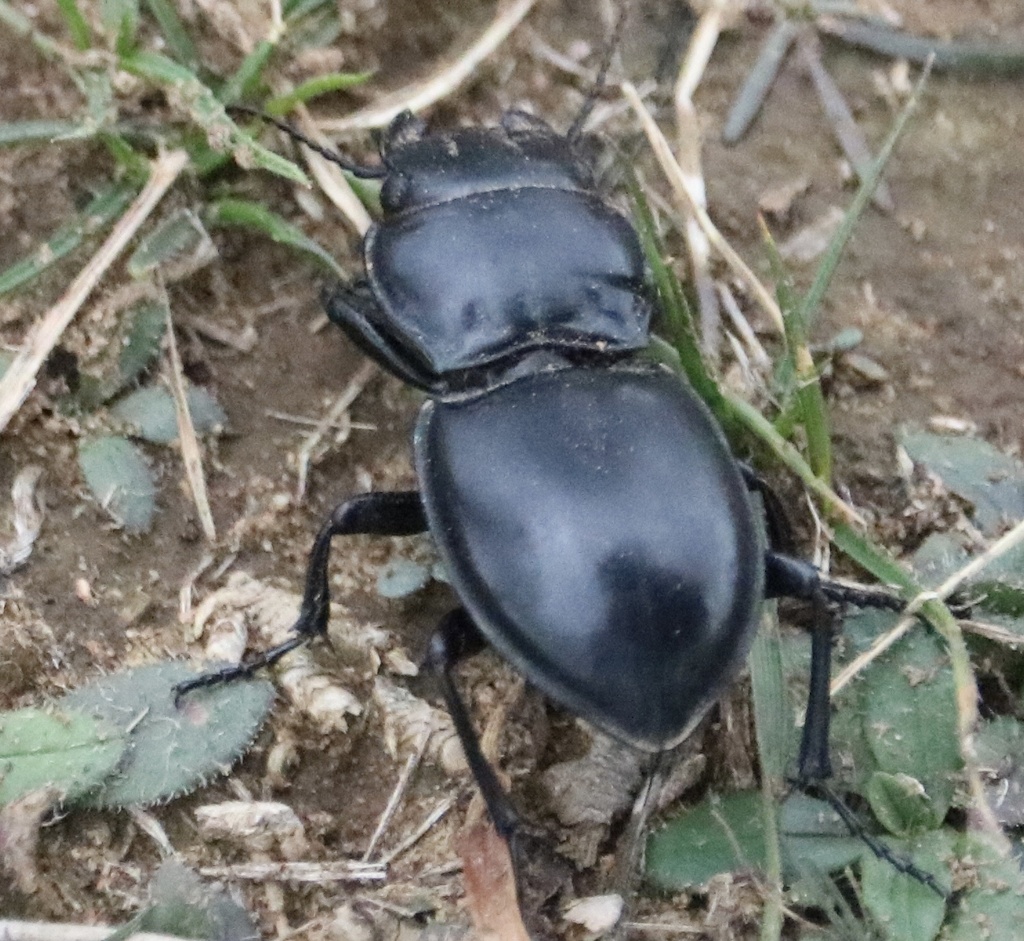 California Warrior Beetle from Lake Arrowhead State Park, Wichita Falls ...