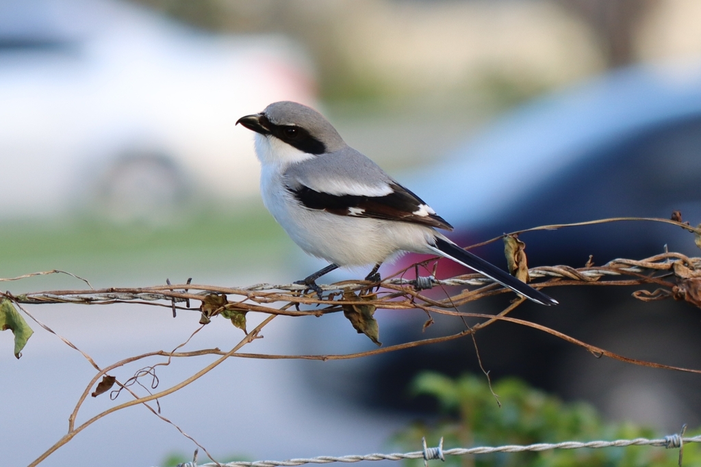 Loggerhead Shrike from Florida City, FL, USA on December 23, 2023 at 04 ...