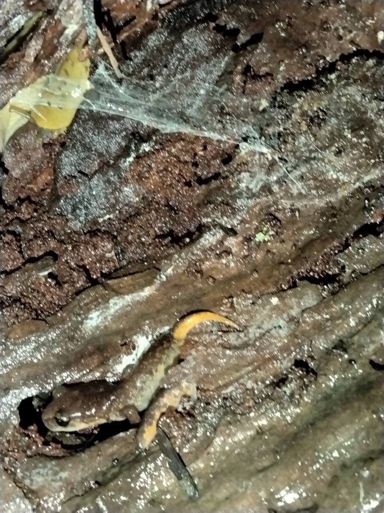 Ensatina from Arcata, CA, USA on December 6, 2023 at 04:55 PM by Jesus Garcia · iNaturalist