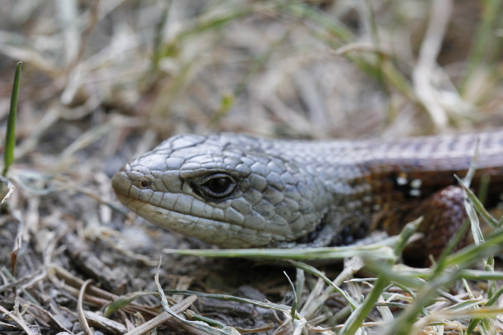 Northern Alligator Lizard from Klamath, CA 95548, USA on June 5, 2023 ...
