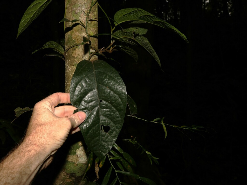 birdwing butterfly vine from Balmoral Ridge QLD 4552, Australia on ...