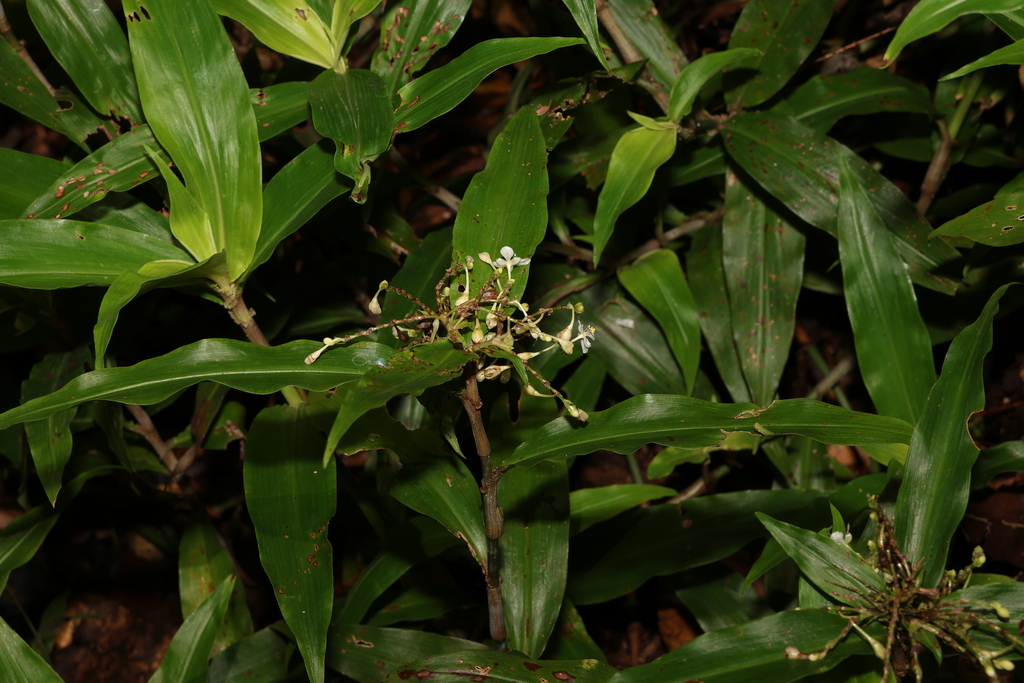 pollia from Balmoral Ridge QLD 4552, Australia on December 23, 2023 at ...