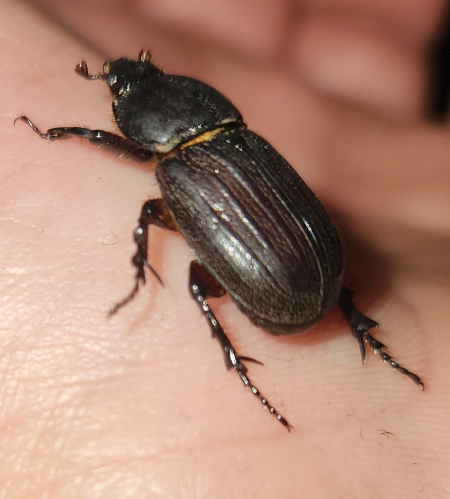 Cryptodus from Yatte Yattah NSW 2539, Australia on December 23, 2023 at ...