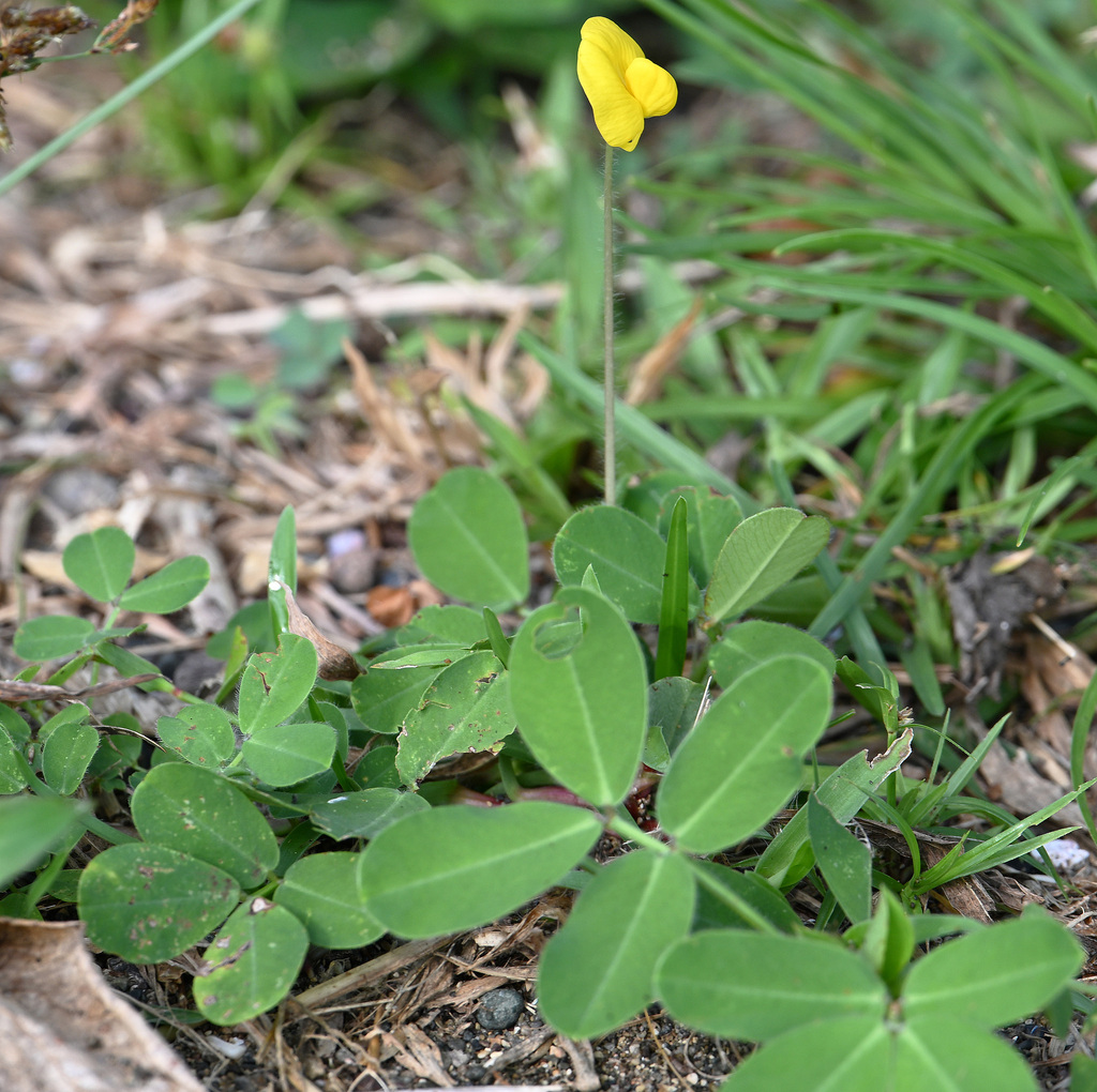 Wild Peanut from Agujitas de Drake, Provincia de Puntarenas, Costa Rica ...