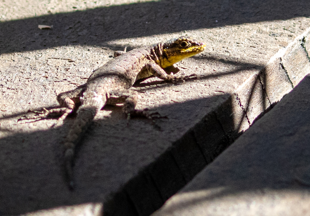 Blue-Green Smooth-throated Lizard from Cordillera, CL-RM, CL on ...