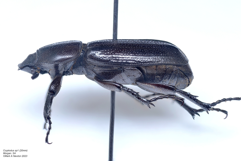 Cryptodus from Morgan SA 5320, Australia on December 24, 2023 at 07:59 ...