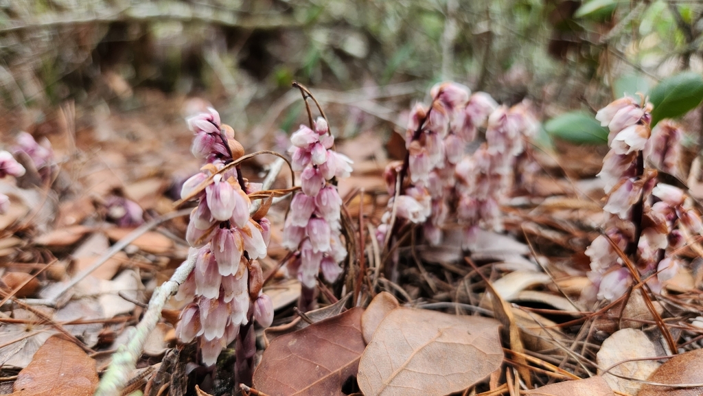 Florida Pygmy Pipes in December 2023 by Blayre · iNaturalist