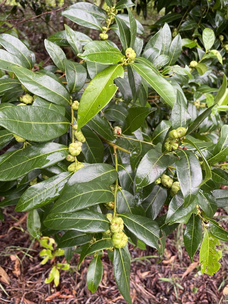 Cheese Tree from Clagiraba, QLD, AU on December 24, 2023 at 06:48 AM by ...