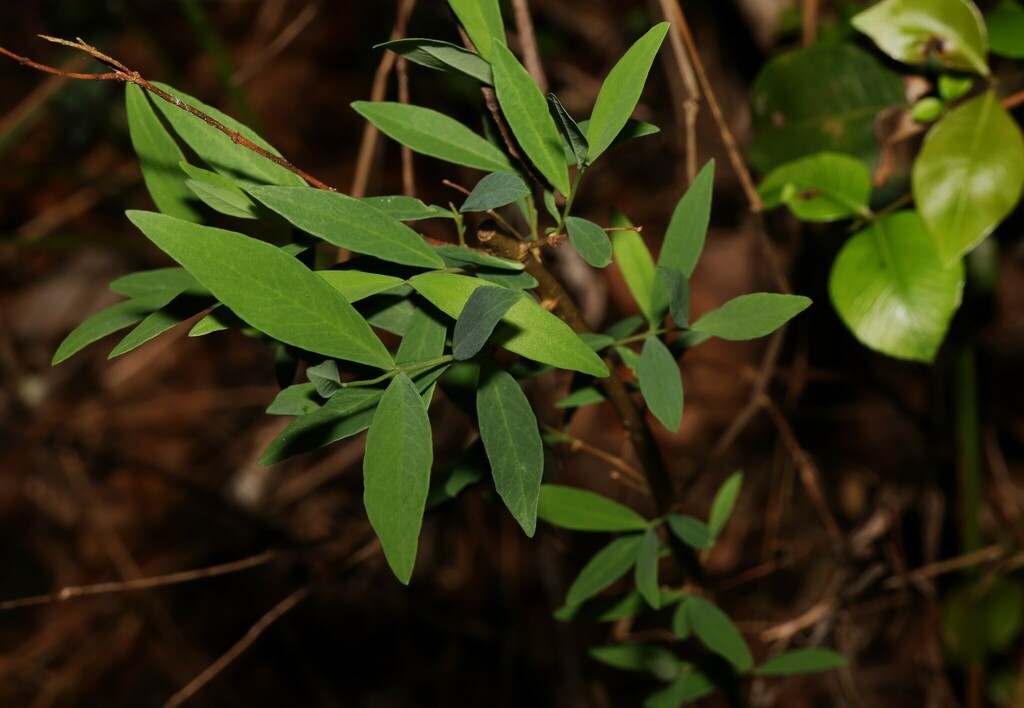 Bootlace Plant from North Maleny QLD 4552, Australia on December 23 ...
