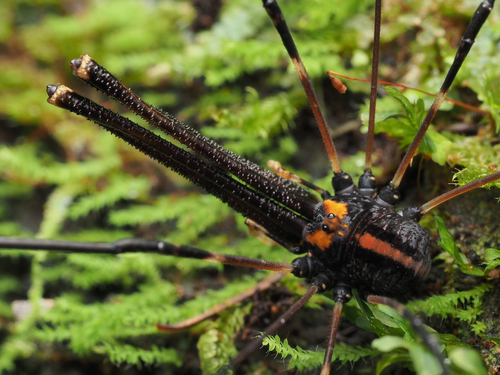 Forsteropsalis pureora from Exhibition Drive Path, Waitakere Ranges ...