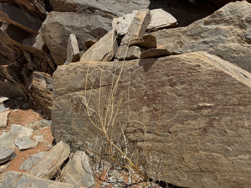 Cleome angustifolia diandra from Hardap Region, Namibia on December 5 ...