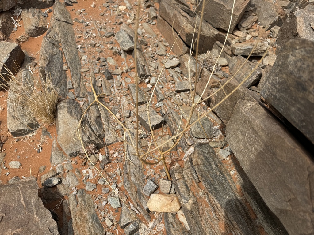 Cleome angustifolia diandra from Erongo Region, Namibia on December 6 ...