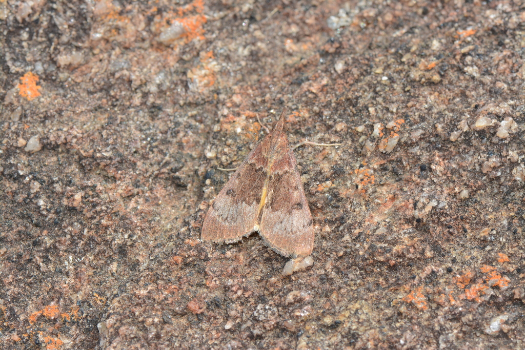 Tree Lucerne Moth from Bremer Bay WA 6338, Australia on September 8 ...